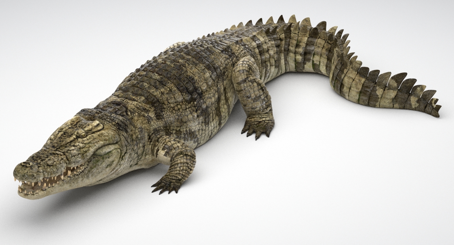3D realistic crocodile rigging animation model - TurboSquid 1215033