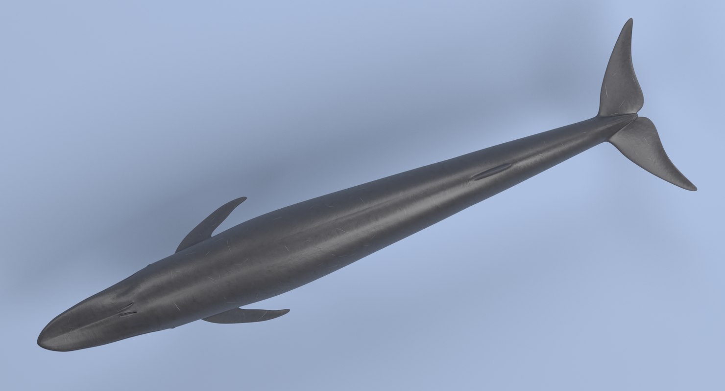 Fin whale model - TurboSquid 1215330