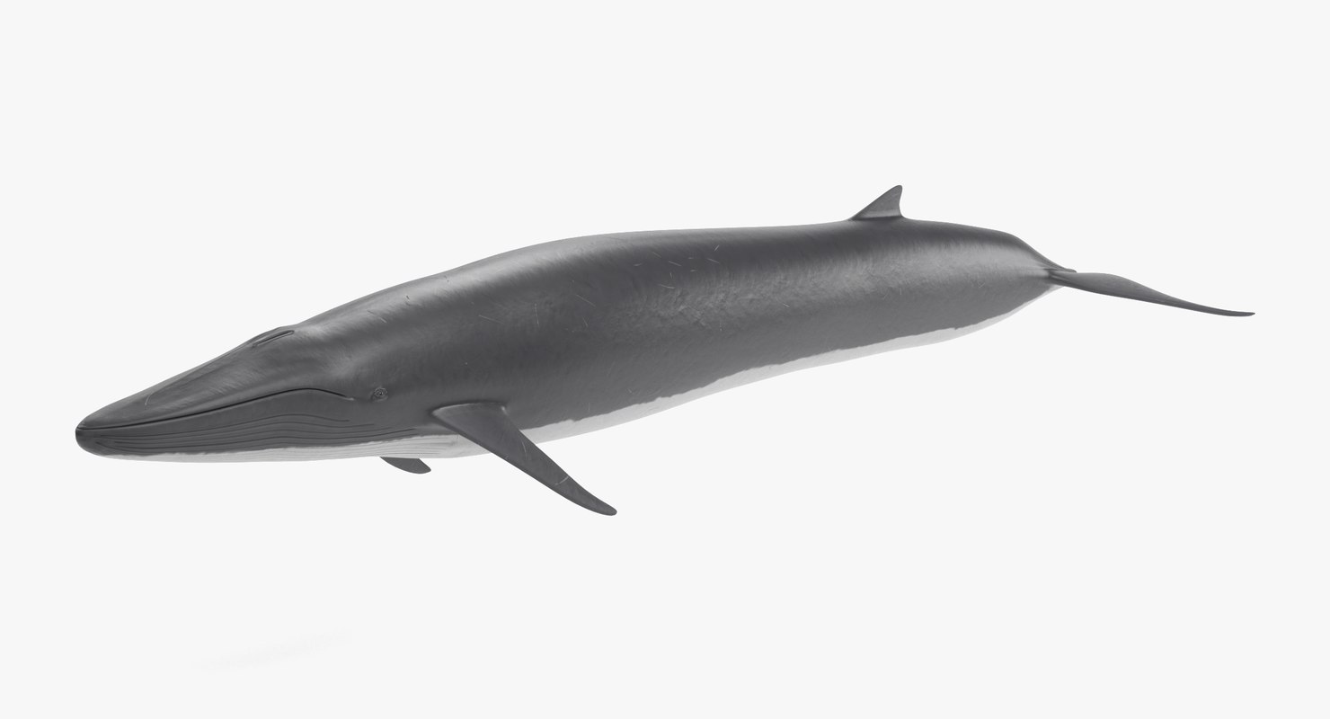 Fin whale model - TurboSquid 1215330