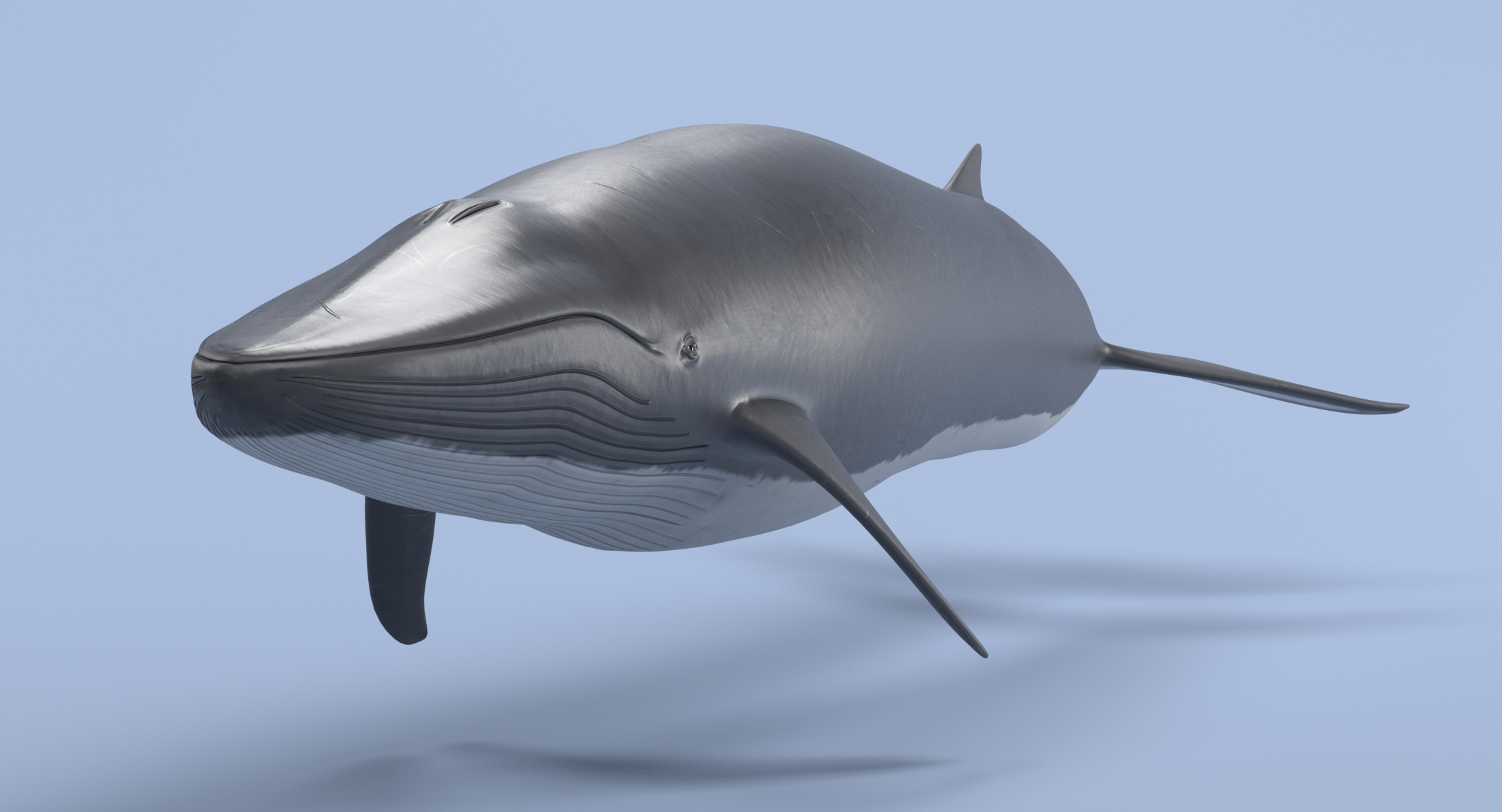 modelo 3d Ballena De Aleta (Rigged) - TurboSquid 1215331