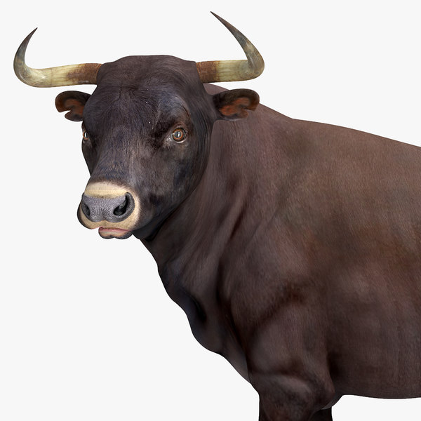Bull 3D Models for Download | TurboSquid