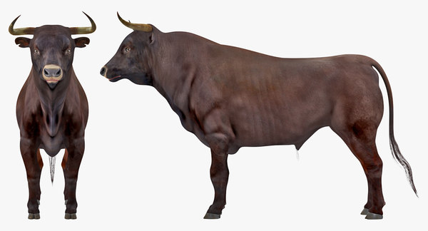 Bull realistic 3D - TurboSquid 1215947