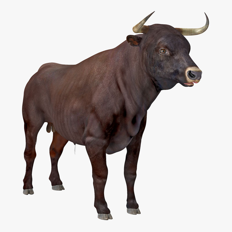 Bull realistic 3D - TurboSquid 1215947