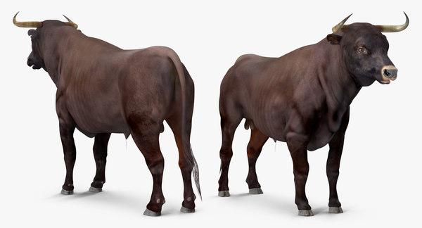 Bull realistic 3D - TurboSquid 1215947