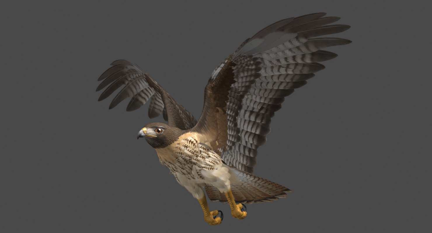 3D model rigged red-tailed hawk tail - TurboSquid 1216250
