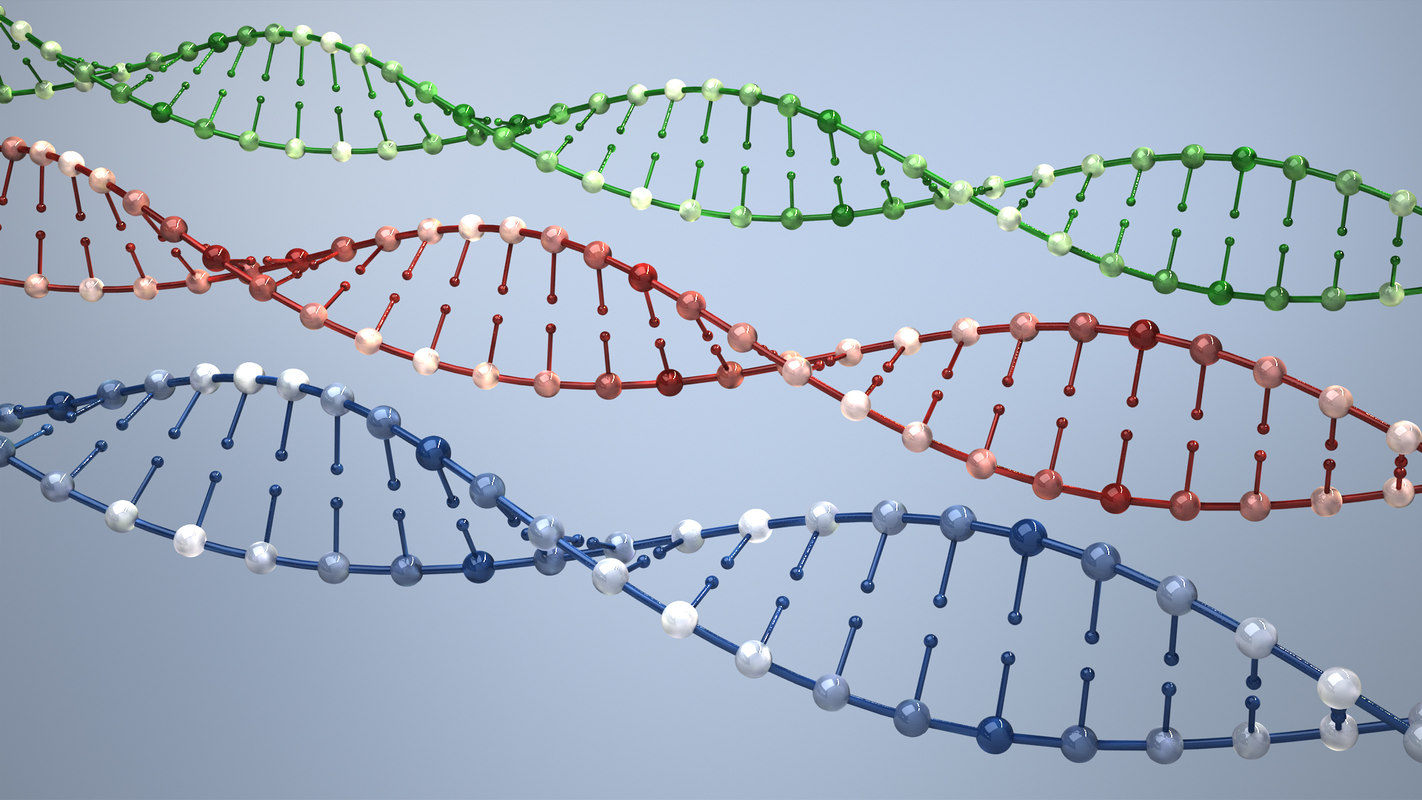 3D dna - TurboSquid 1216572