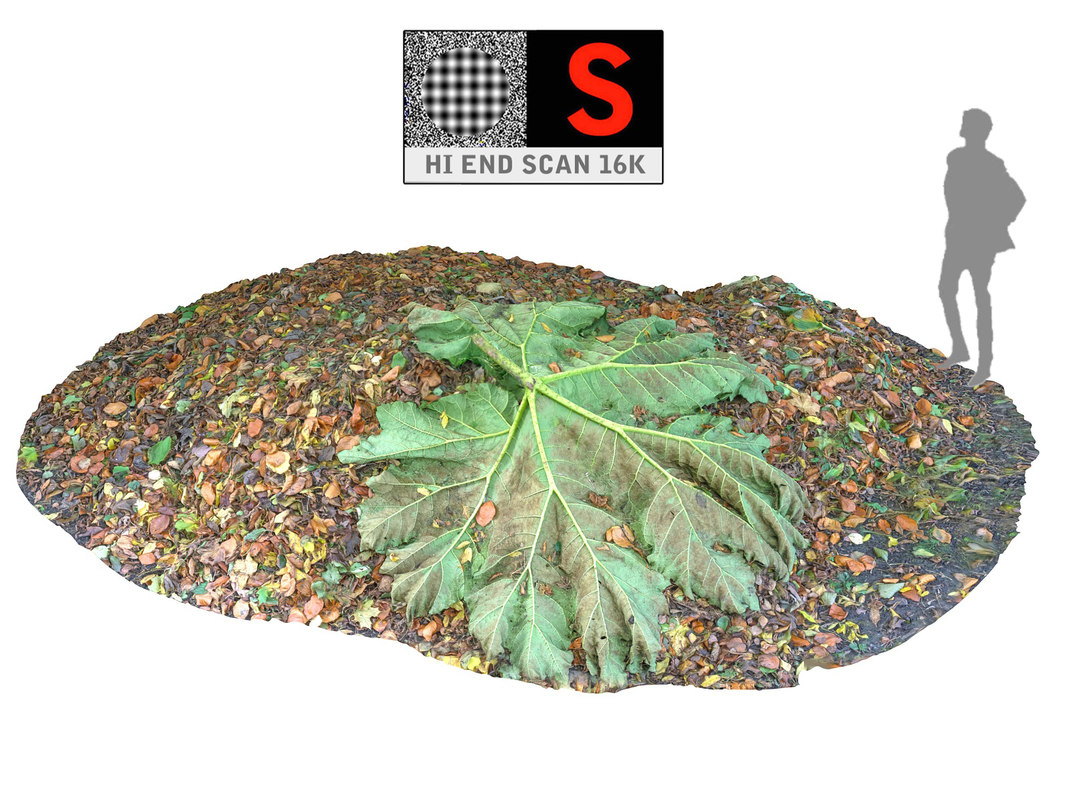3D hd leaf model - TurboSquid 1216686