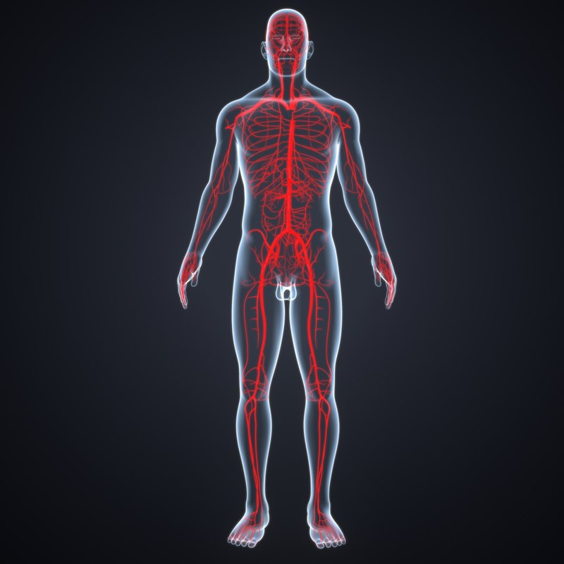 3D body arteries model - TurboSquid 1216980