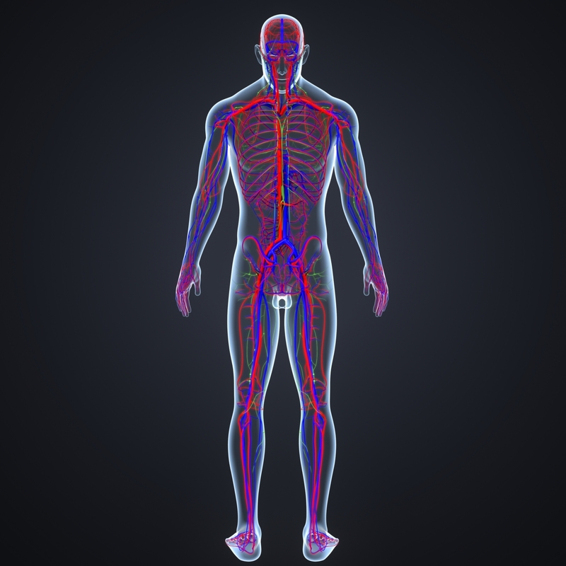 Body arteries veins 3D model - TurboSquid 1216981
