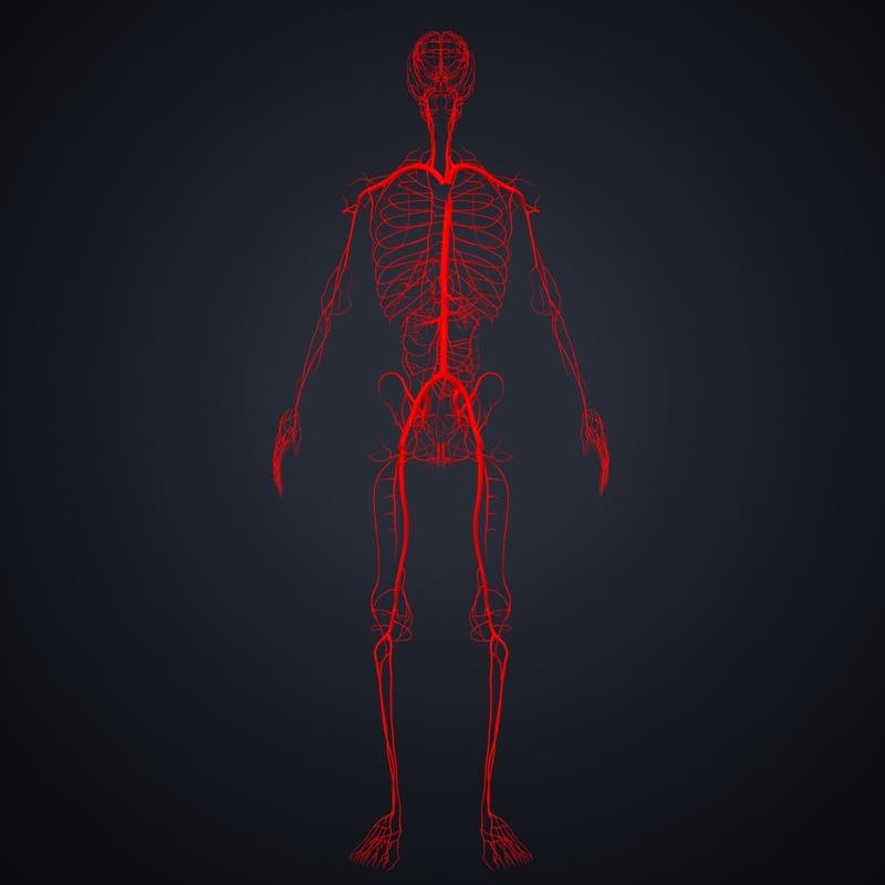Body arteries veins 3D model - TurboSquid 1216981