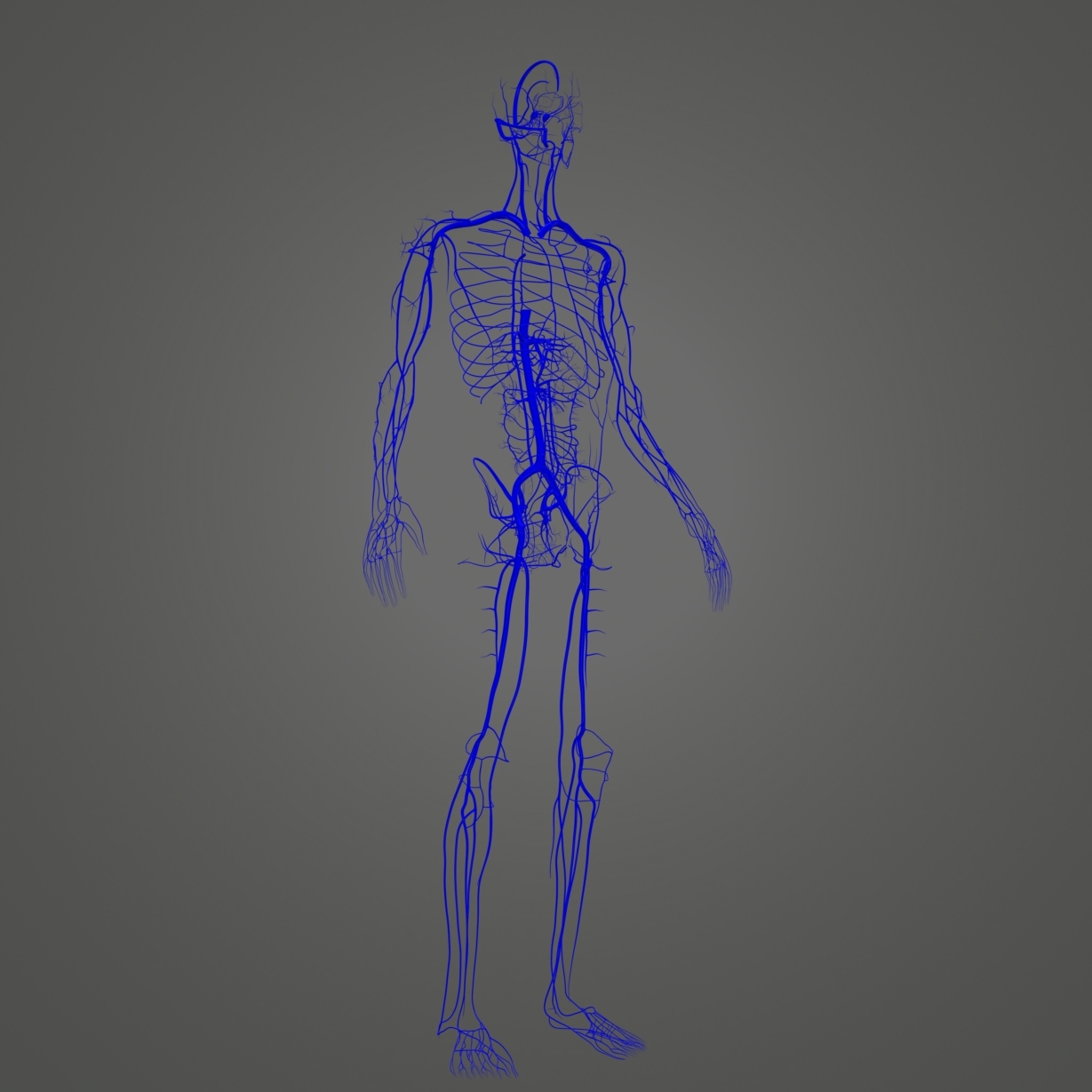 Body arteries veins 3D model - TurboSquid 1216981