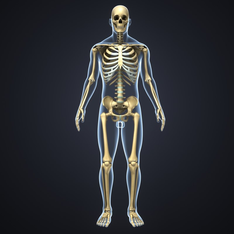 Body skeleton 3D model - TurboSquid 1216984