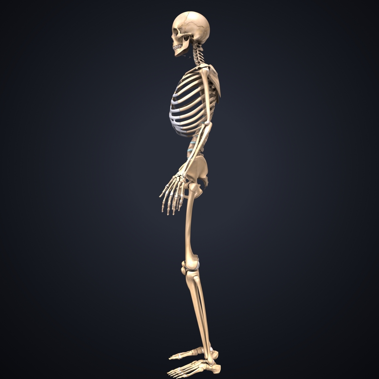 Body skeleton 3D model - TurboSquid 1216984