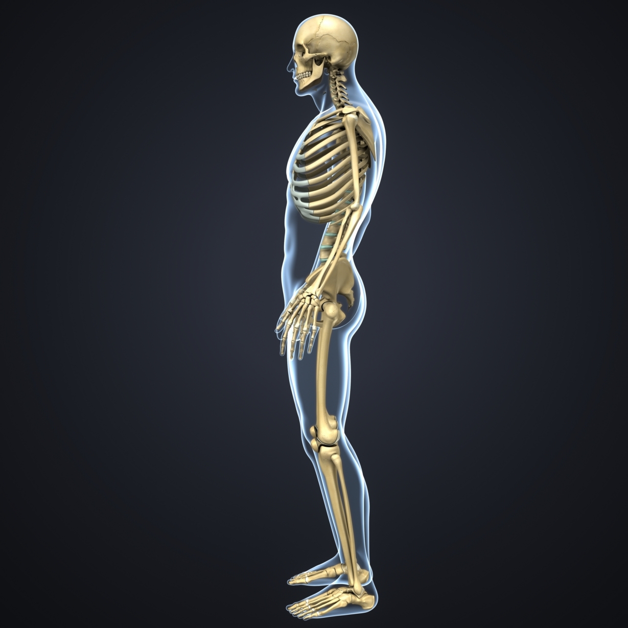Body skeleton 3D model - TurboSquid 1216984
