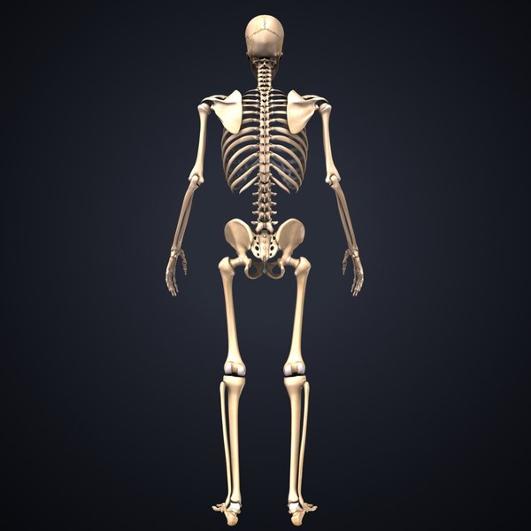 Body skeleton 3D model - TurboSquid 1216984