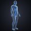 Body veins 3D model - TurboSquid 1216991