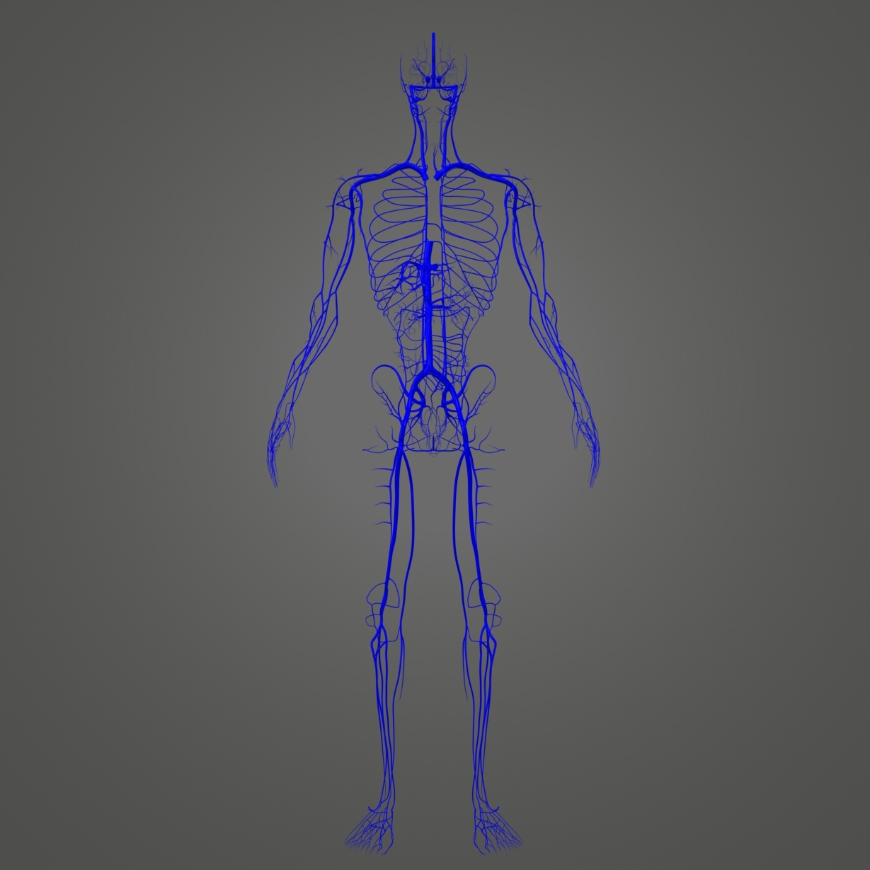 Body skeleton arteries veins 3D model - TurboSquid 1216994