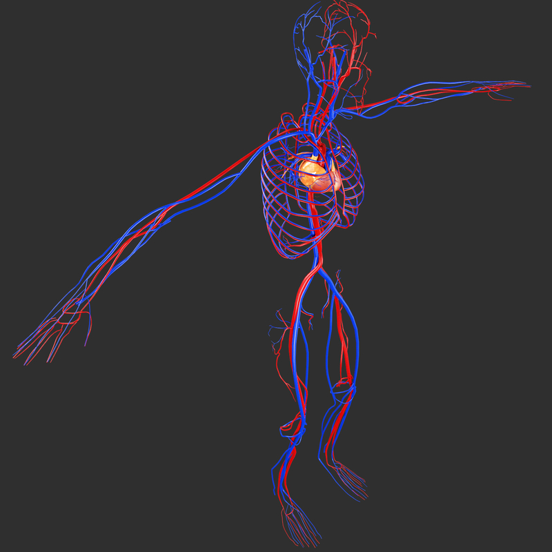 Human circulatory - 3D - TurboSquid 1217094