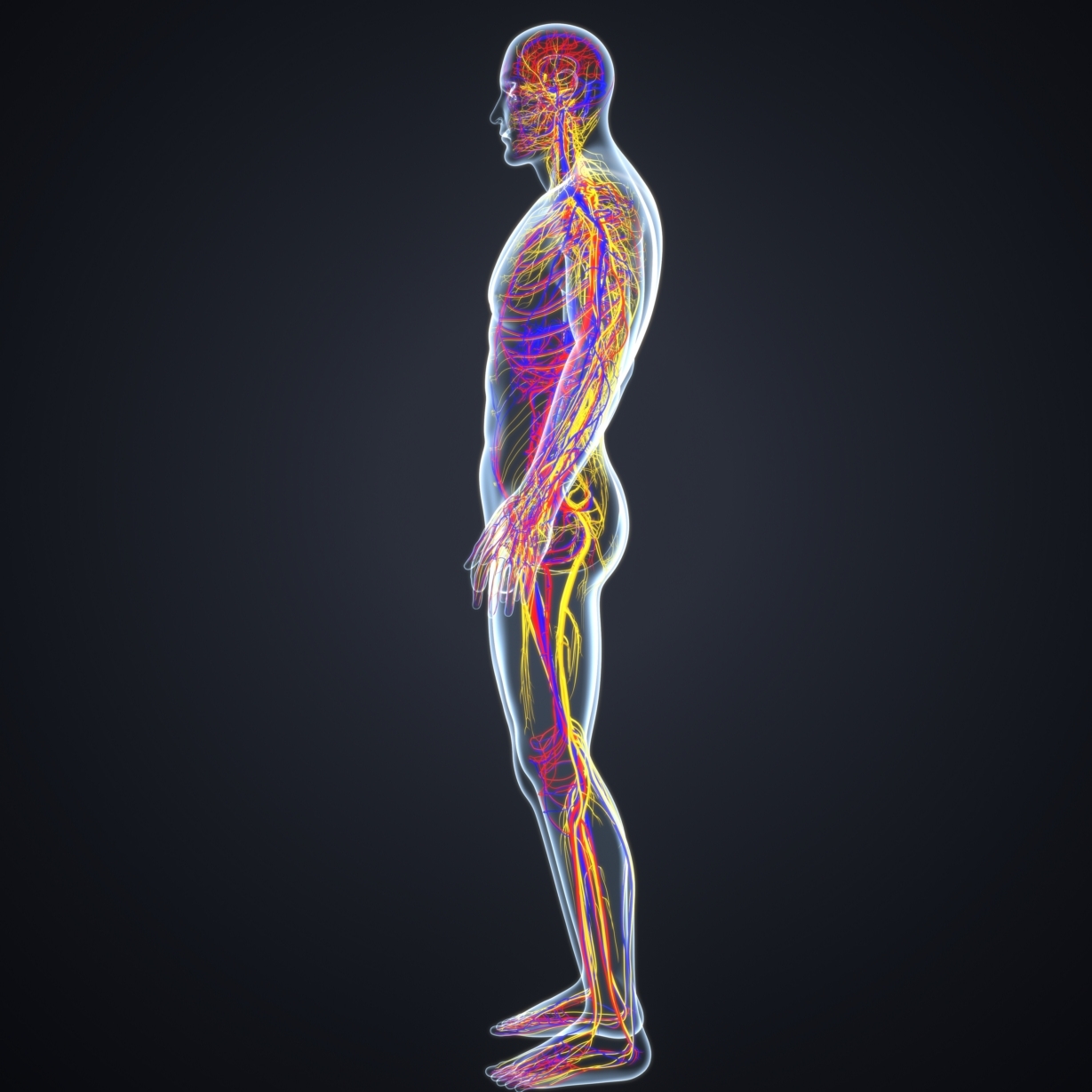 Body arteries veins nerves 3D model - TurboSquid 1217102