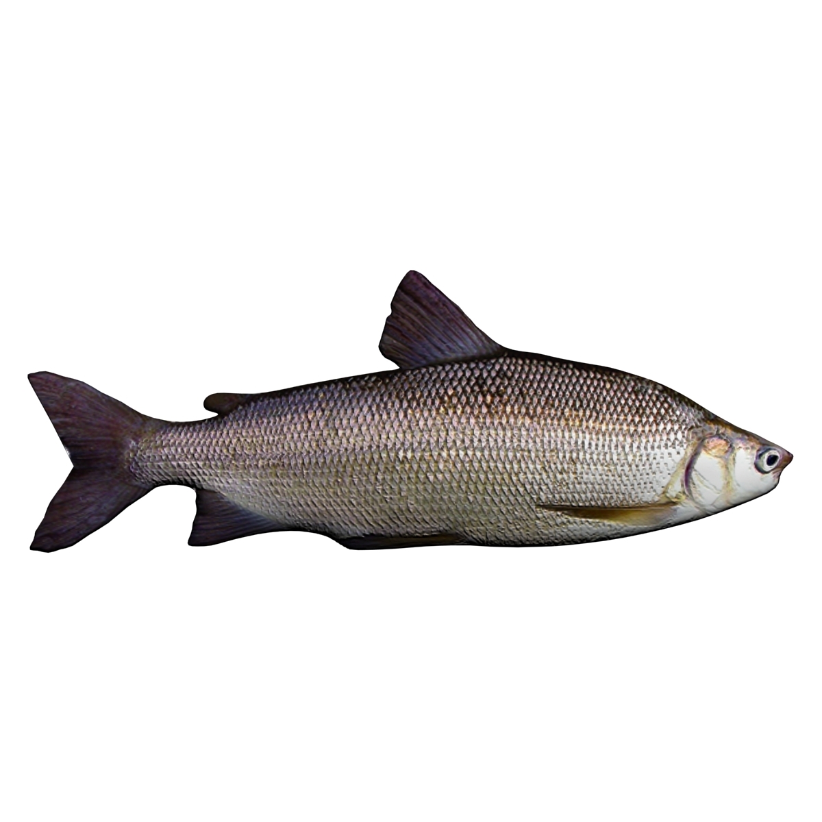 modèle 3D de Grand corégone - TurboSquid 1217153