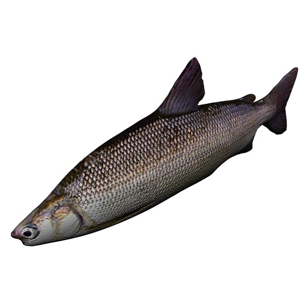 modèle 3D de Grand corégone - TurboSquid 1217153