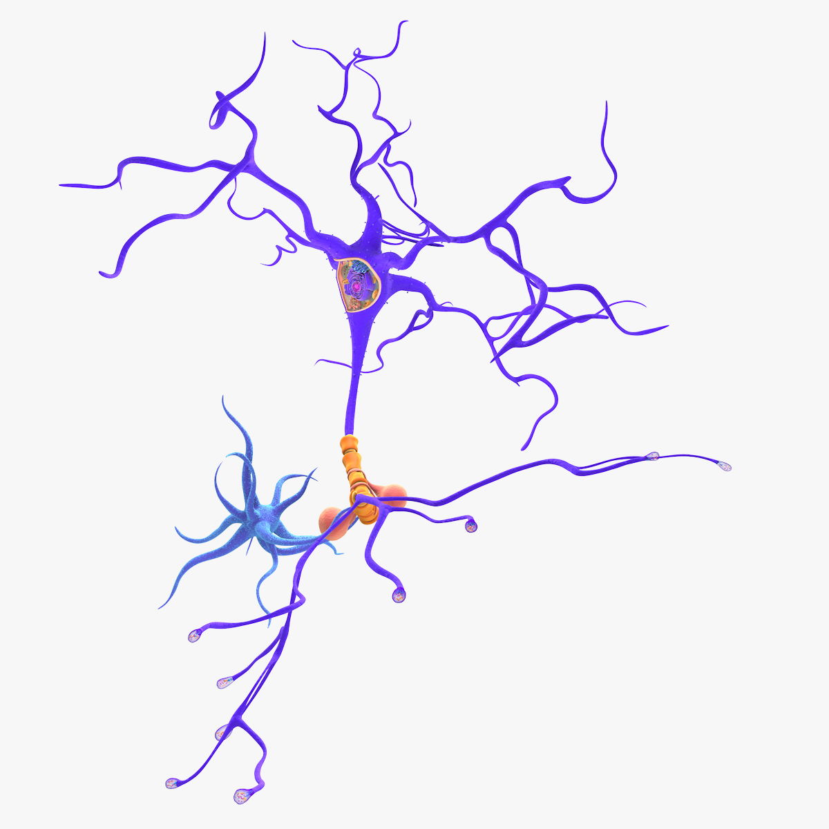 3D neuron receptors cells - TurboSquid 1217211