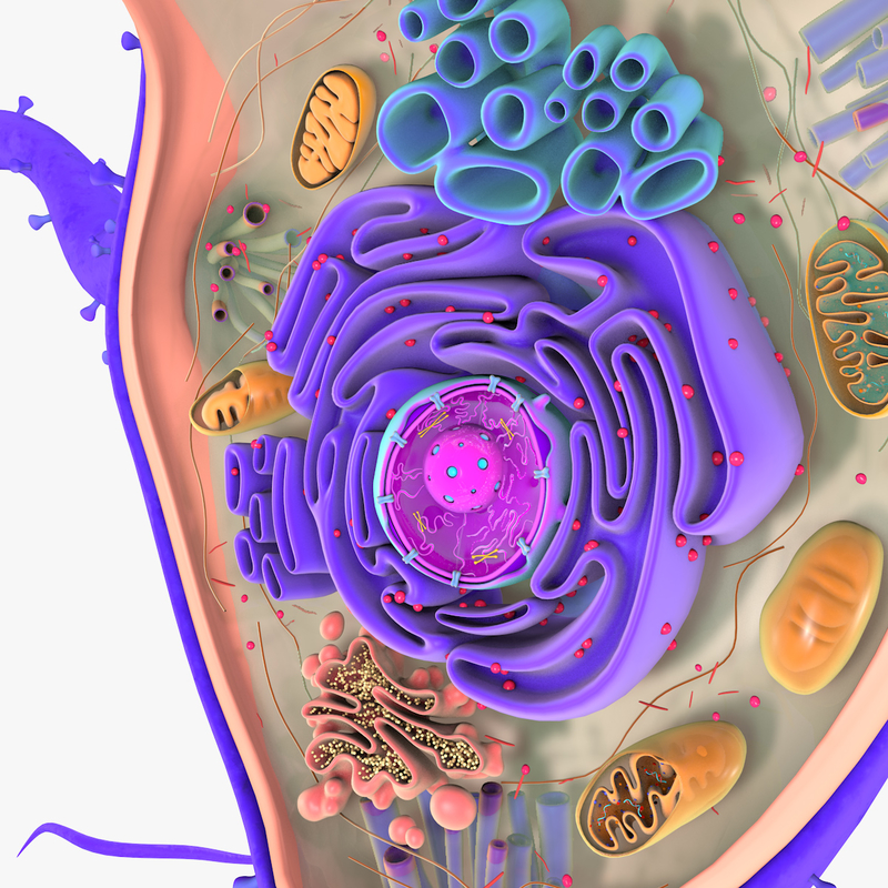 3D neuron receptors cells - TurboSquid 1217211