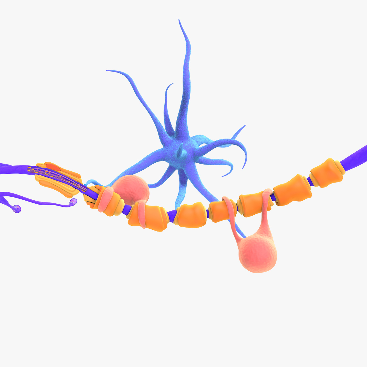 3D neuron receptors cells - TurboSquid 1217211