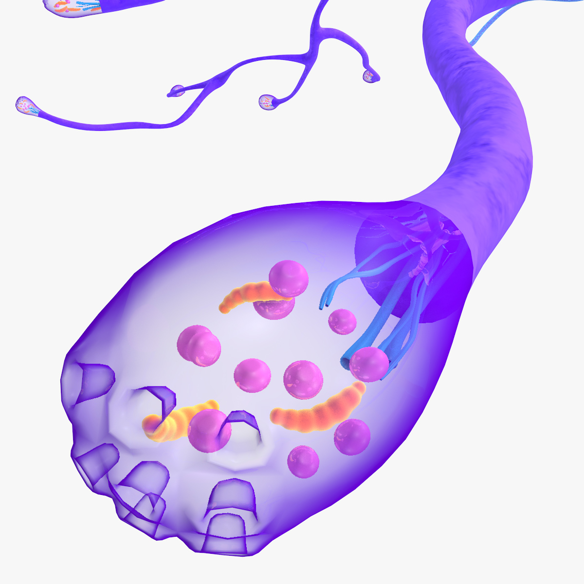3D neuron receptors cells - TurboSquid 1217211