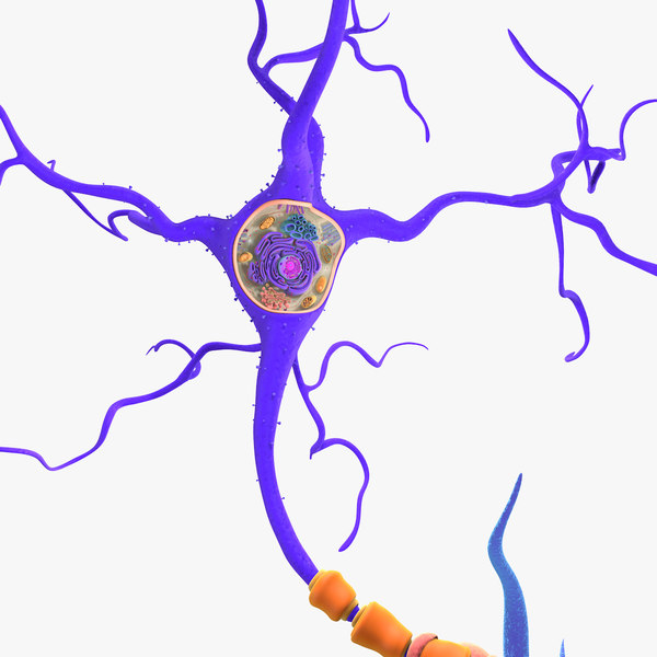 3D neuron receptors cells - TurboSquid 1217211