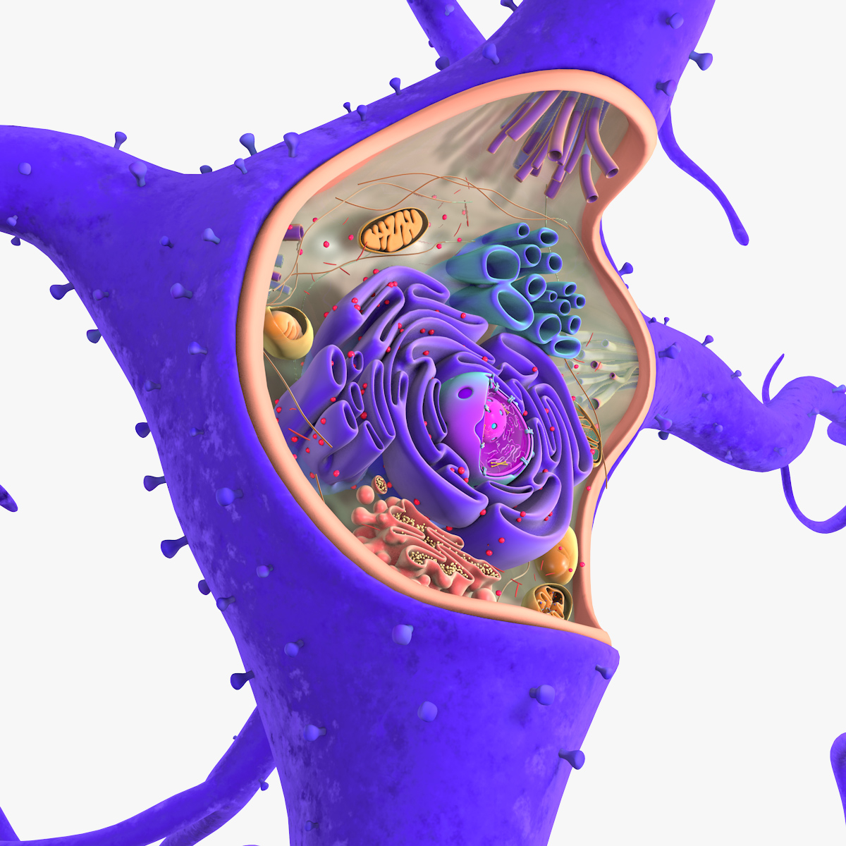 3D neuron receptors cells - TurboSquid 1217211