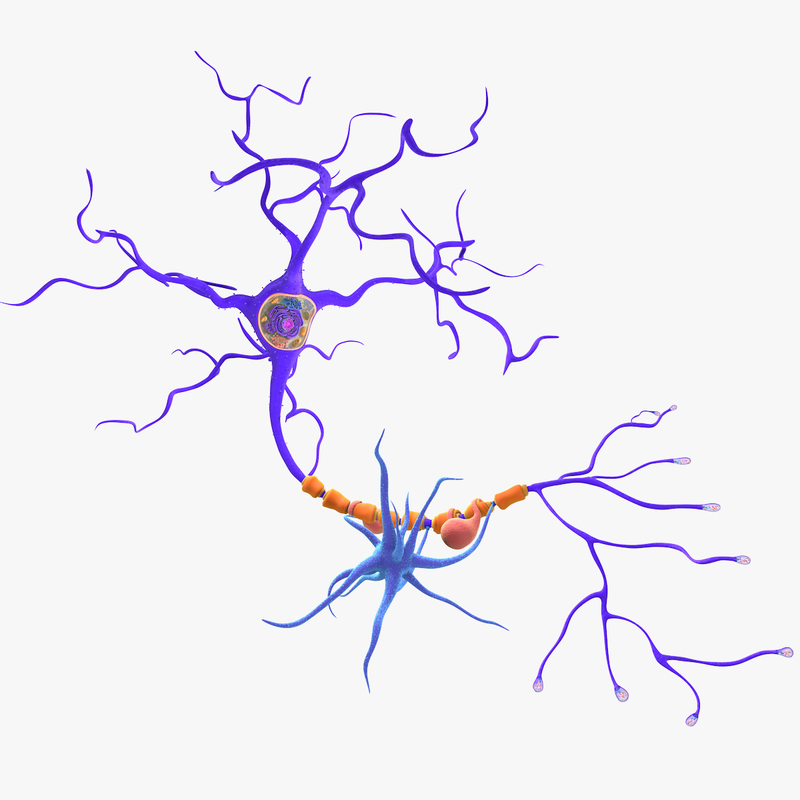 3D neuron receptors cells - TurboSquid 1217211