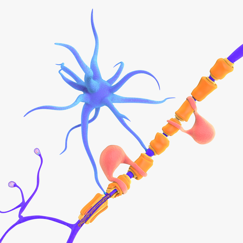 3D neuron receptors cells - TurboSquid 1217211