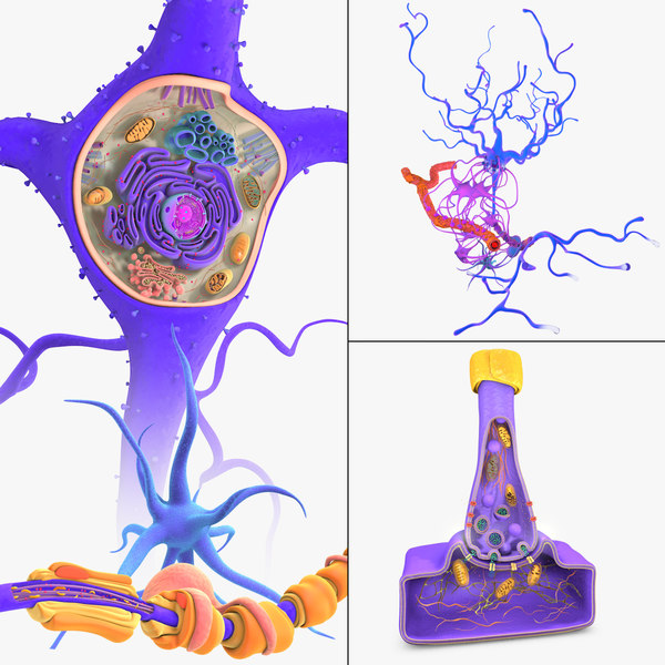3D neurons model - TurboSquid 1241746