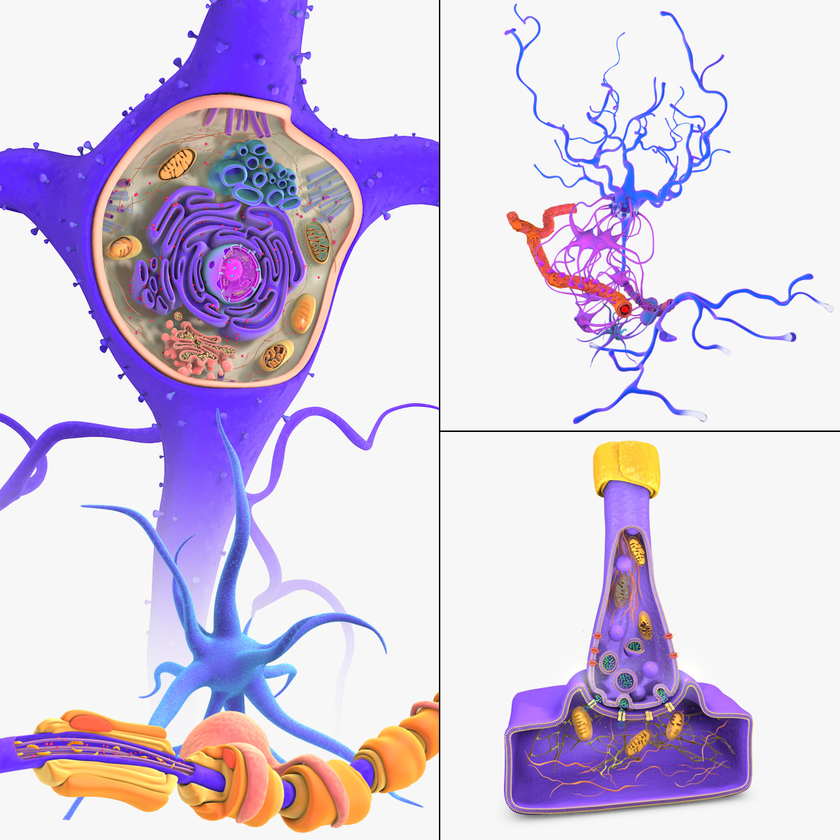3D neuron receptors cells - TurboSquid 1217211