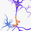 3D neuron receptors cells - TurboSquid 1217211