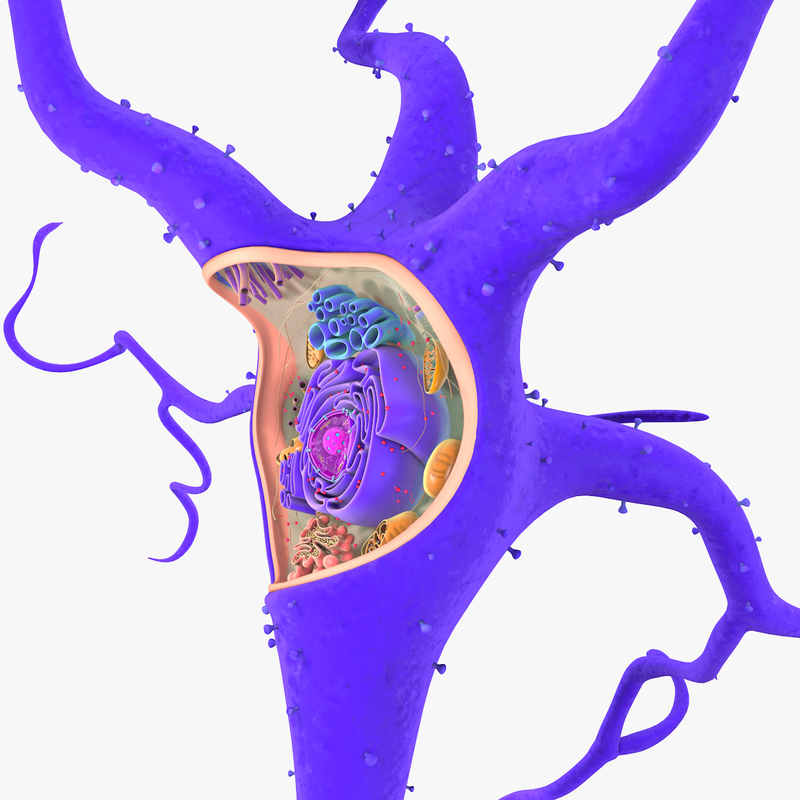 3D neuron receptors cells - TurboSquid 1217211