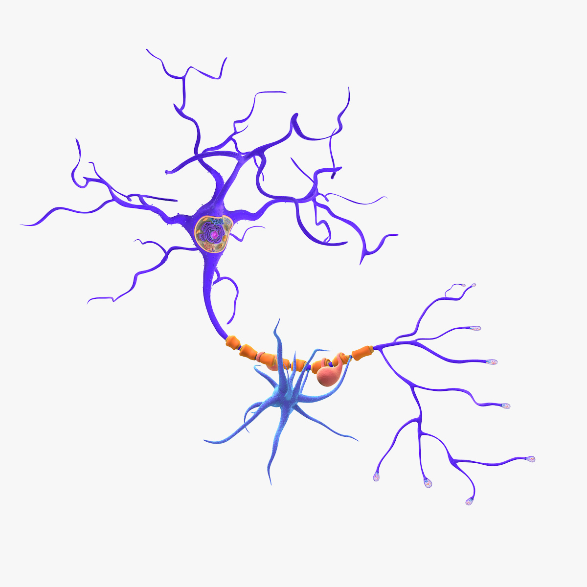 3D neuron receptors cells - TurboSquid 1217211