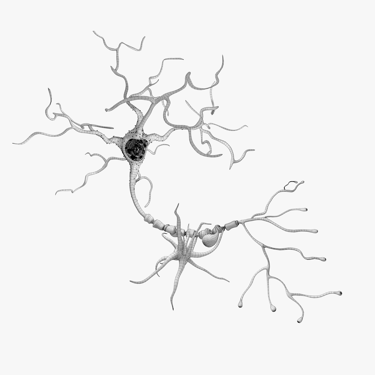 3D neuron receptors cells - TurboSquid 1217211