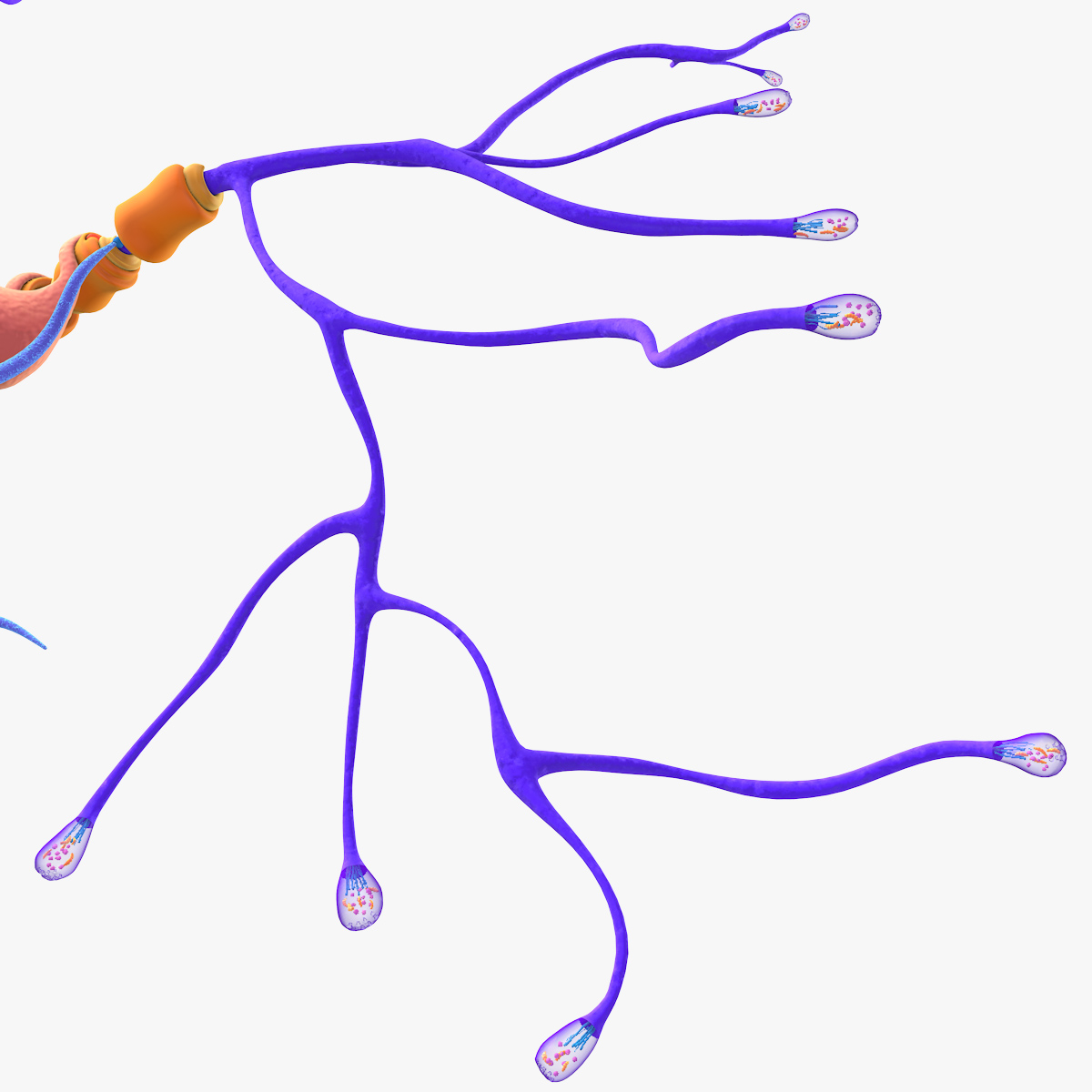3D neuron receptors cells - TurboSquid 1217211