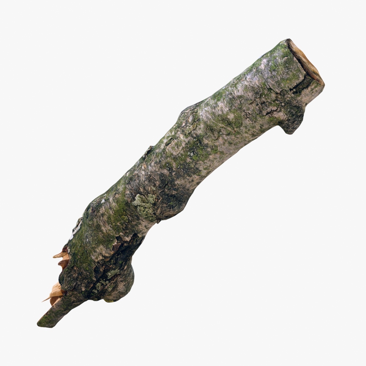 3D realistic branch 01 2 - TurboSquid 1217357