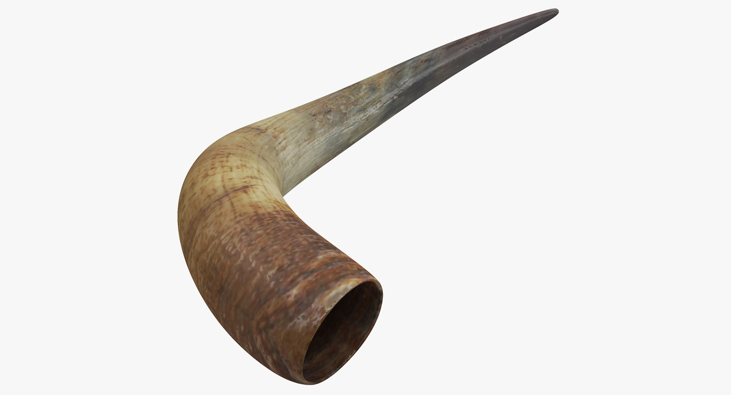 Bulls horn model - TurboSquid 1217428
