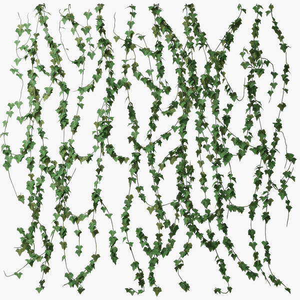 Ivy 3D Models for Download | TurboSquid