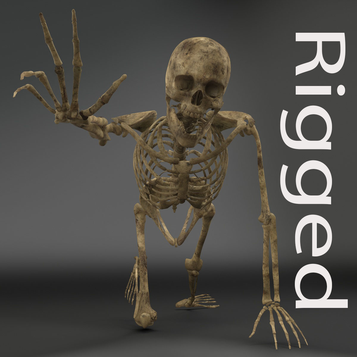 Human male skeleton rigged 3D - TurboSquid 1217853