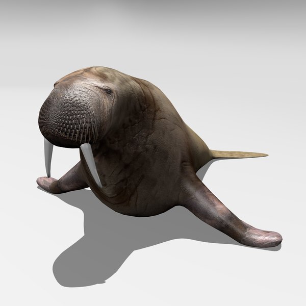 3D Walrus Models | TurboSquid
