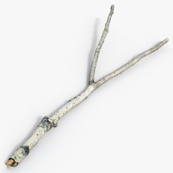 Twig 3D Models for Download | TurboSquid