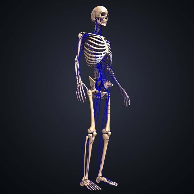 Skeleton veins 3D model - TurboSquid 1218004