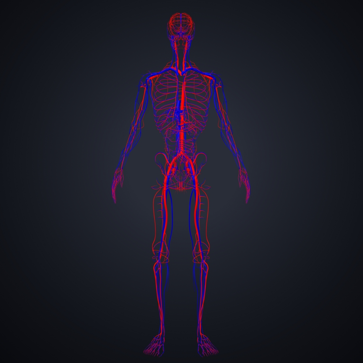 Arteries veins model - TurboSquid 1218007