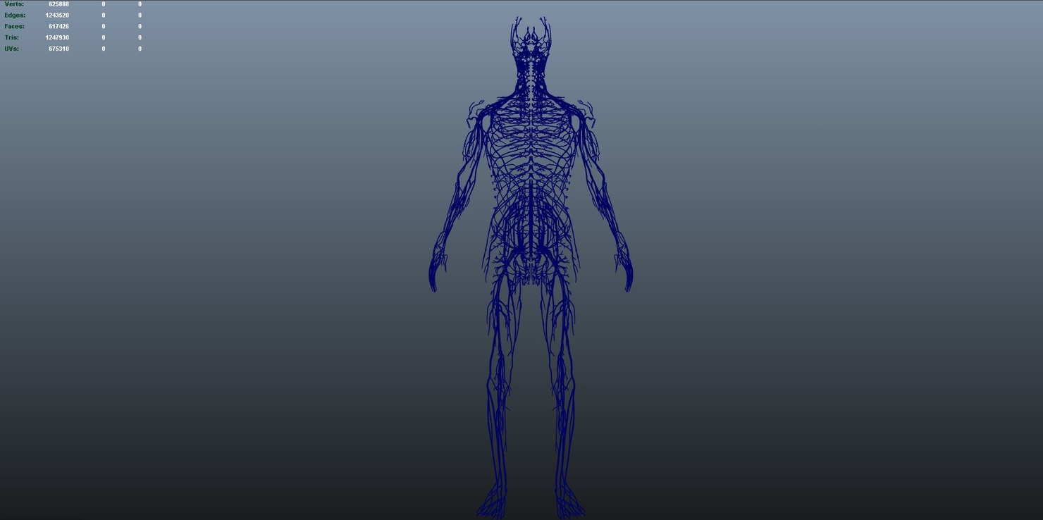 3D model arteries veins nerves - TurboSquid 1218009