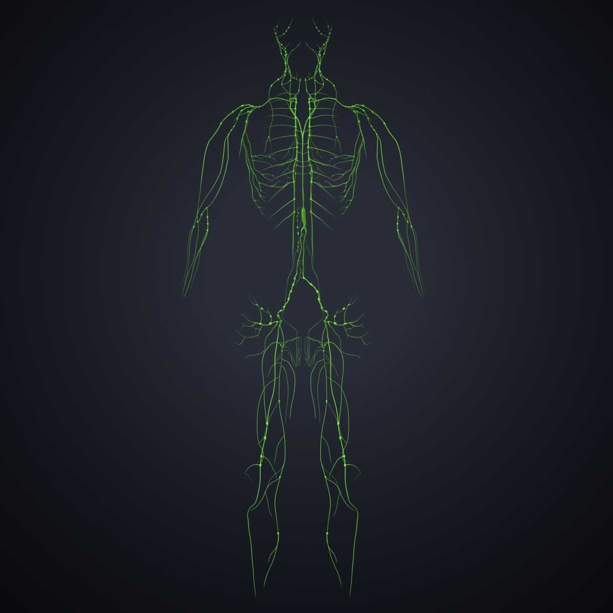 Lymph nodes 3D model - TurboSquid 1218011